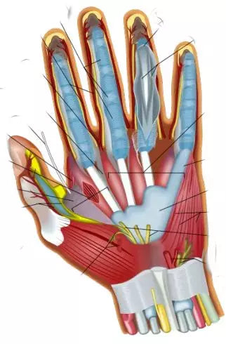 Introducing the Hand Grip Strengthener Finger Slim: A Revolutionary Fi ...